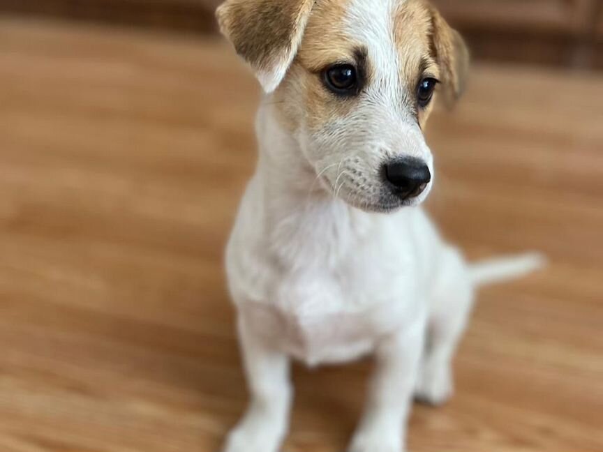 Метисы джек рассела