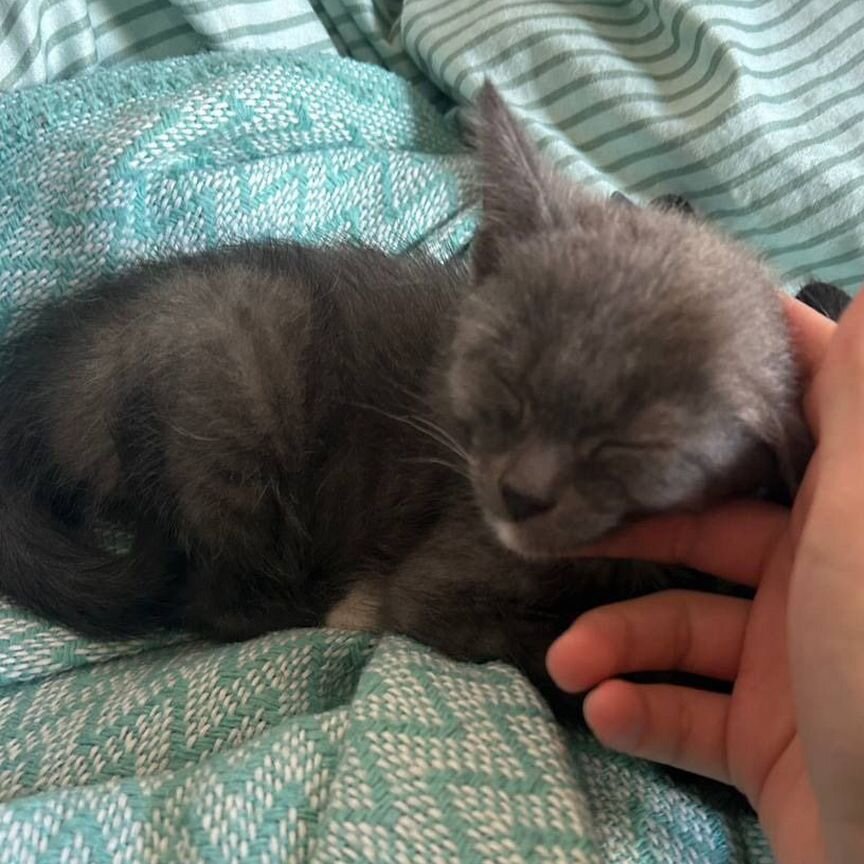 Котята в добрые руки бесплатно мальчик девочка