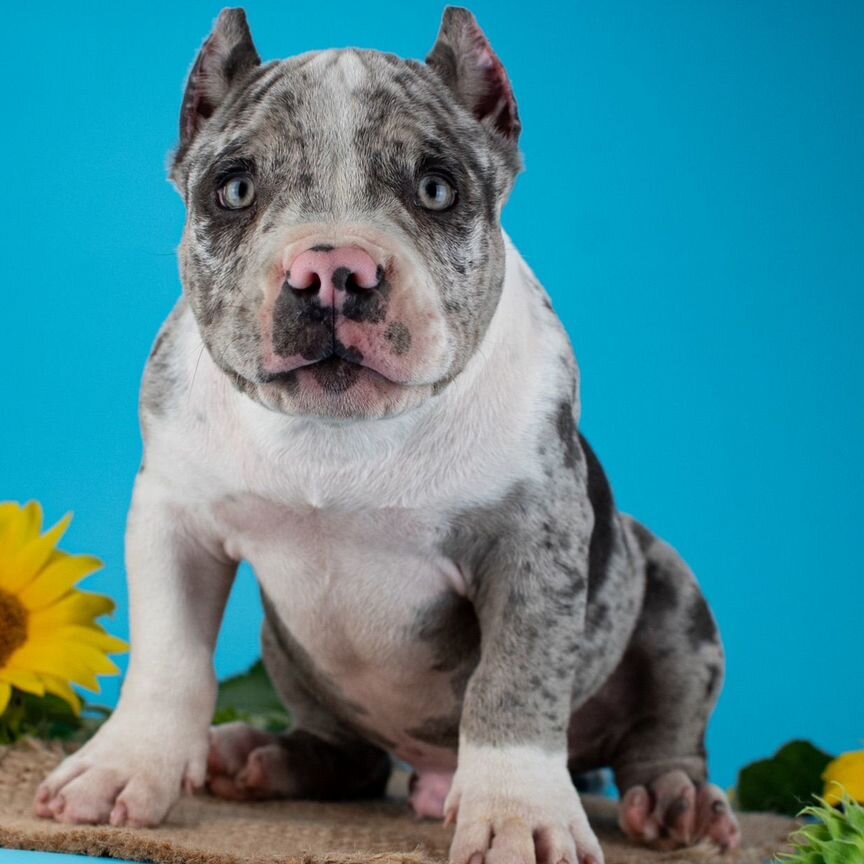 Амениканский Булли щенок