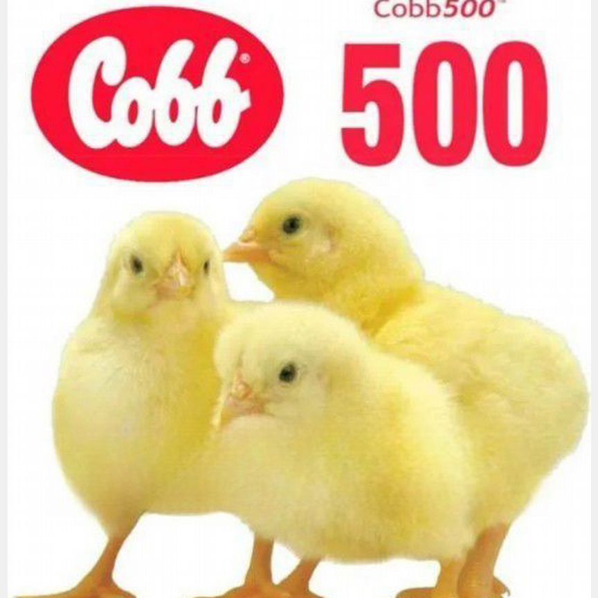 Суточные цыплята бройлера кобб 500