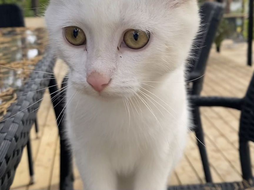 Очень ласковый котенок мальчик ищет дом