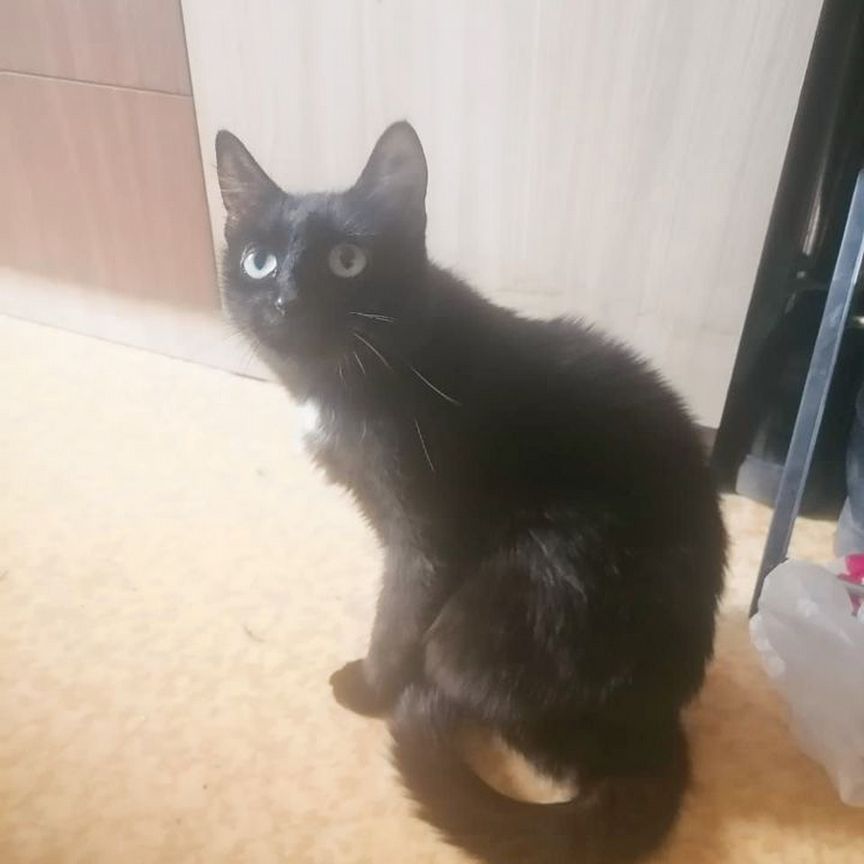 Отдам в добрые руки