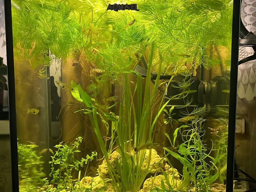 Аквариум aquael 30литров