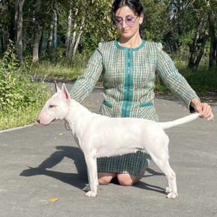 Малыши миниатюрного бультерьера