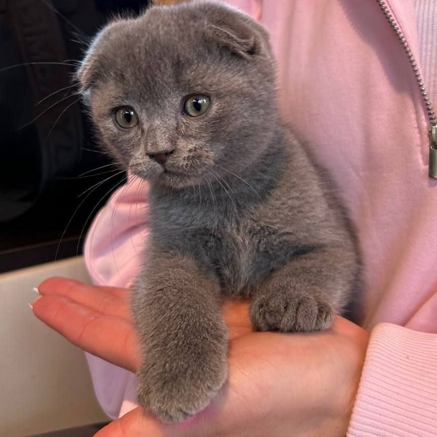 Шотландский вислоухий короткошёрстный котёнок