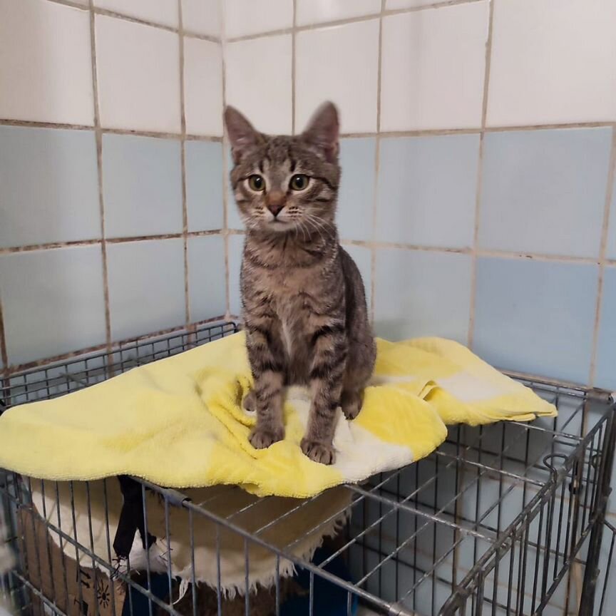 Котёнок в добрые руки