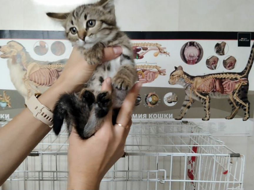 Котята