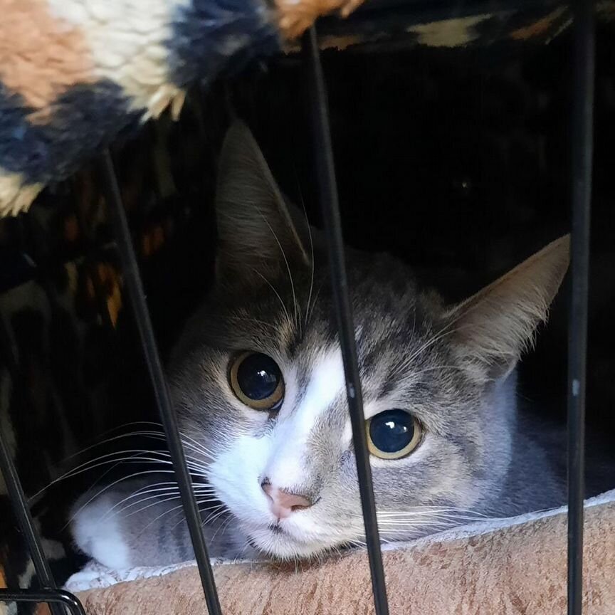 Взрослый кот в добрые руки