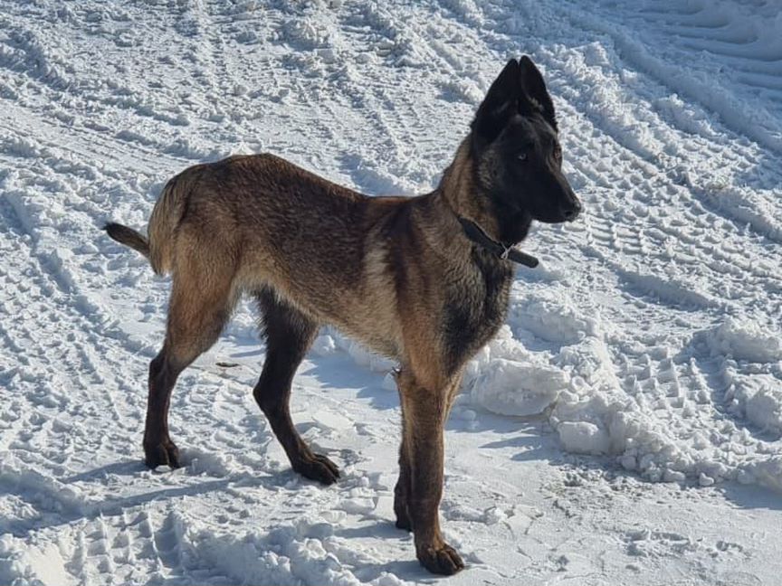 Вязка собак бельгийская овчарка