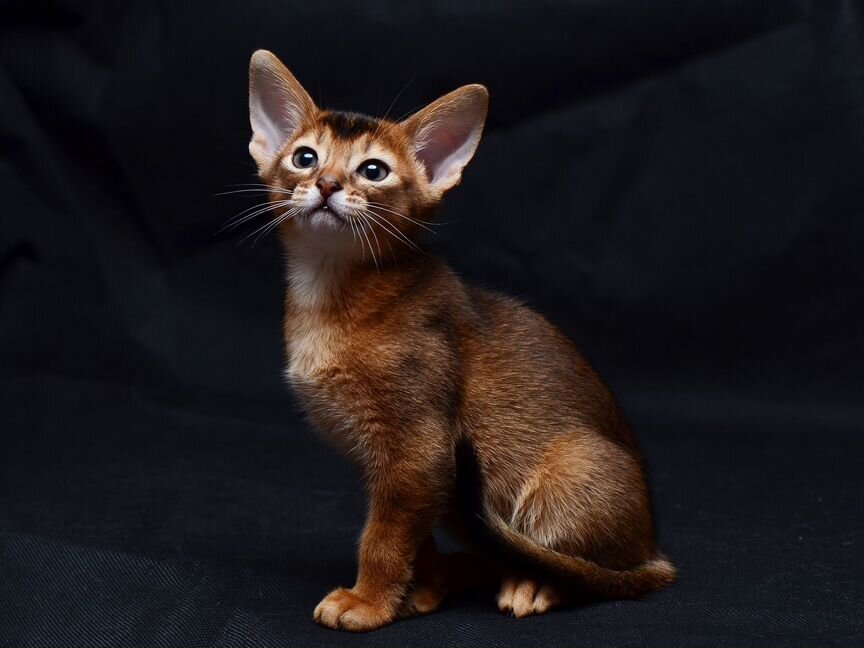Абиссинские котята