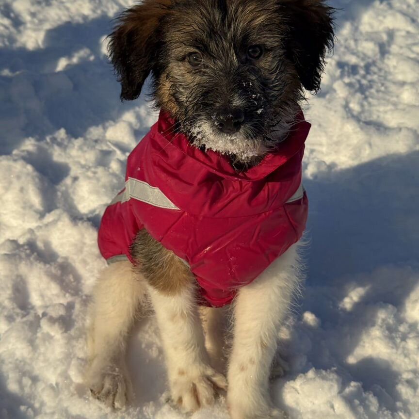 Щенок в добрые руки