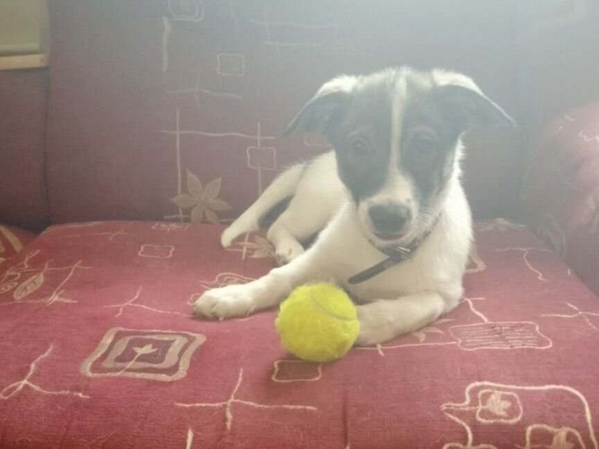 Щенок небольшой собаки в приюте