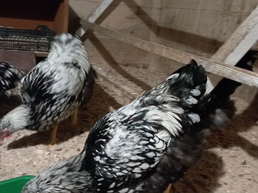 Петух Виандот Серебро Чëрноокоймлëнный