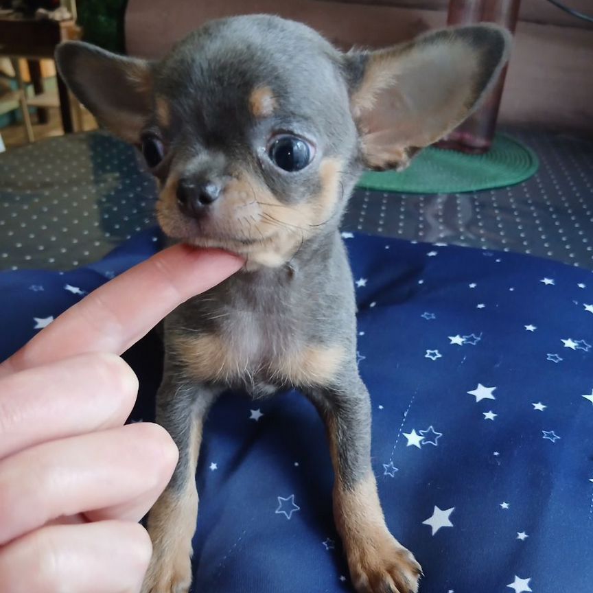 Чихуахуа, щенок
