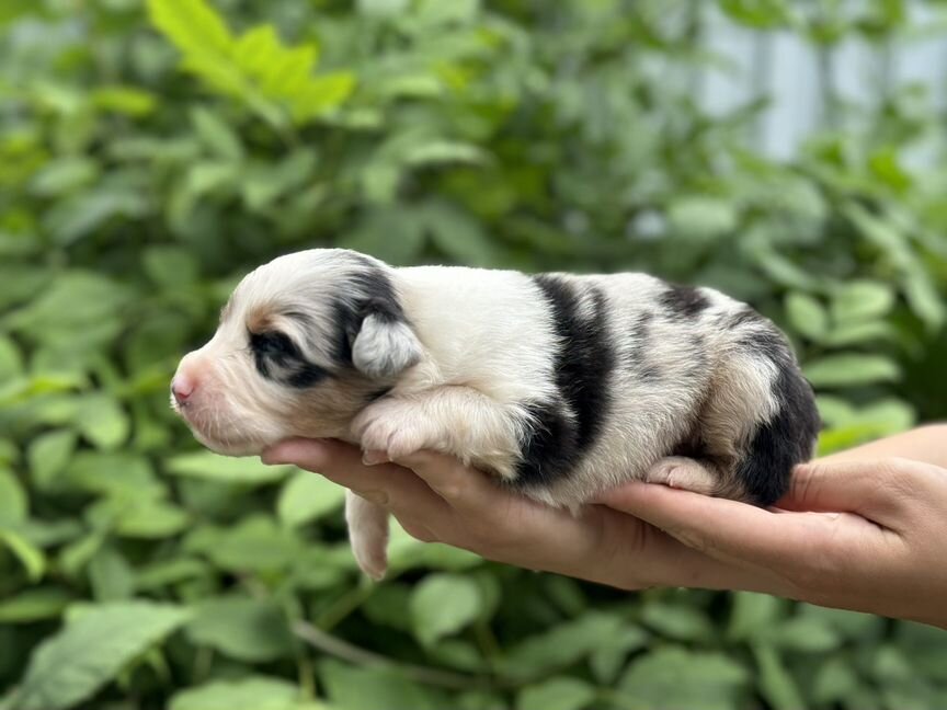 Мальчик аусси