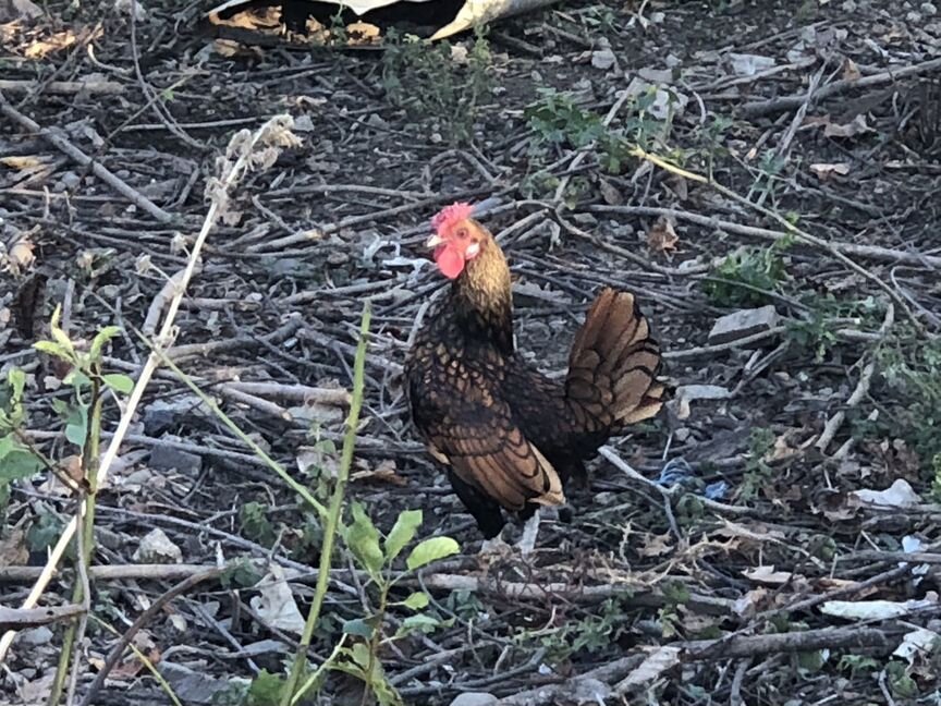 Петушки сибрайт