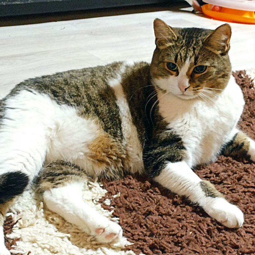 Толстячок Круассанчик