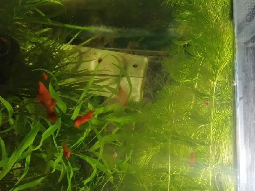 Малек меченосца