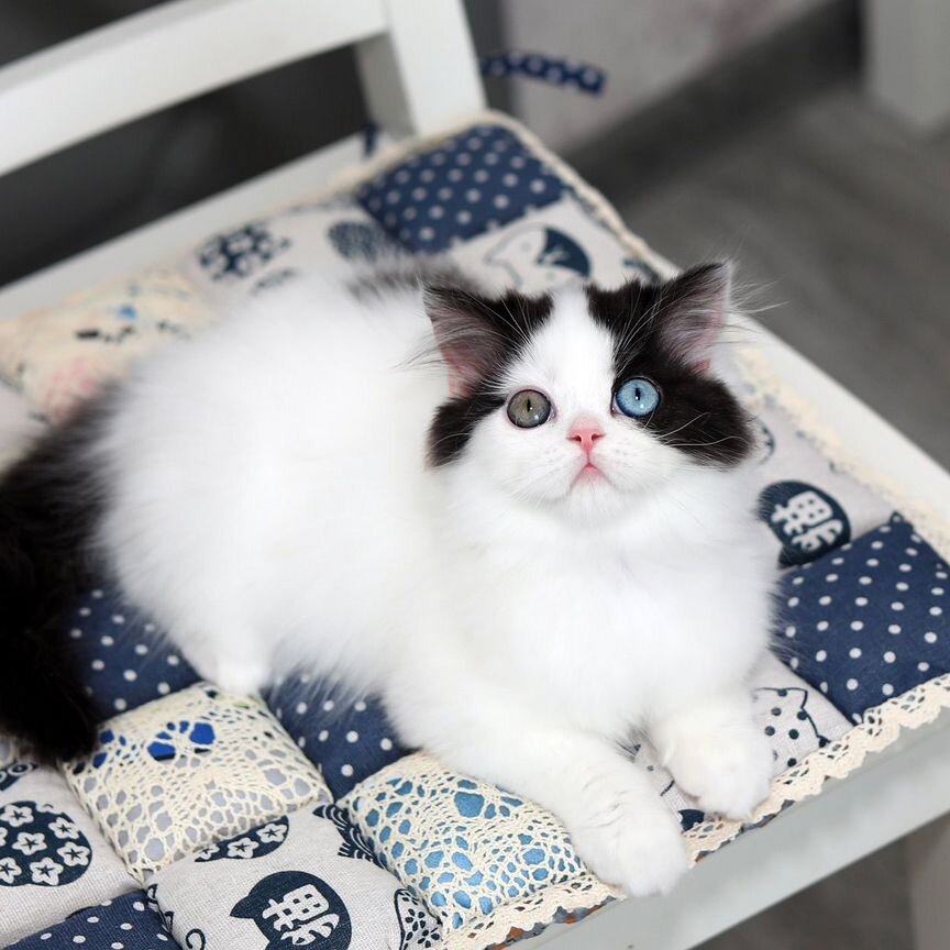 Разноглазый шотландский малыш