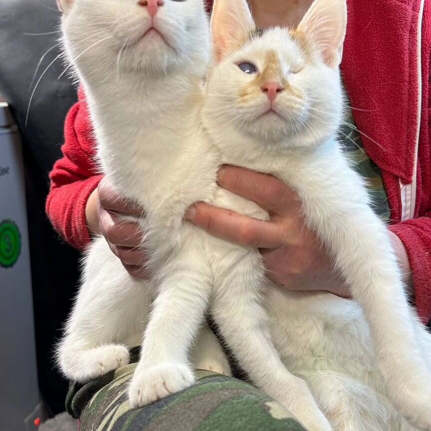 Кошки не для всех