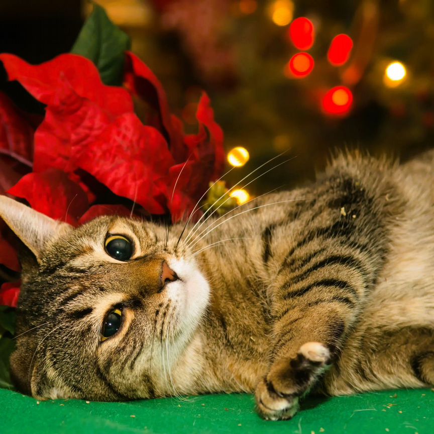 Кошка Гемера (богиня дневного света) бесплатно