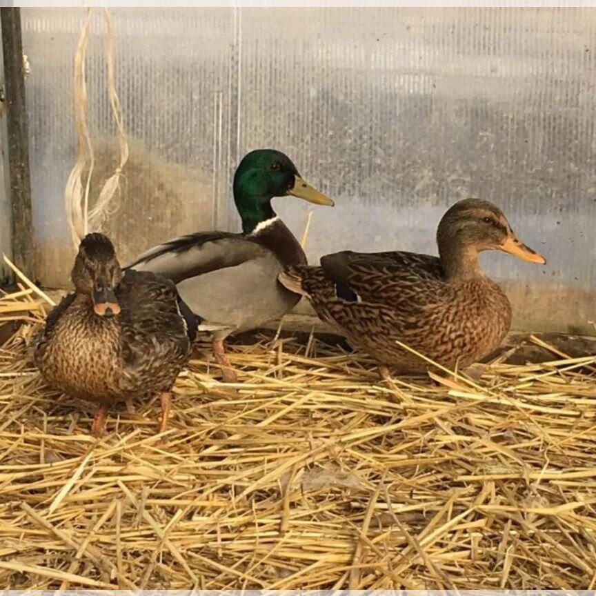 Подсадные утки