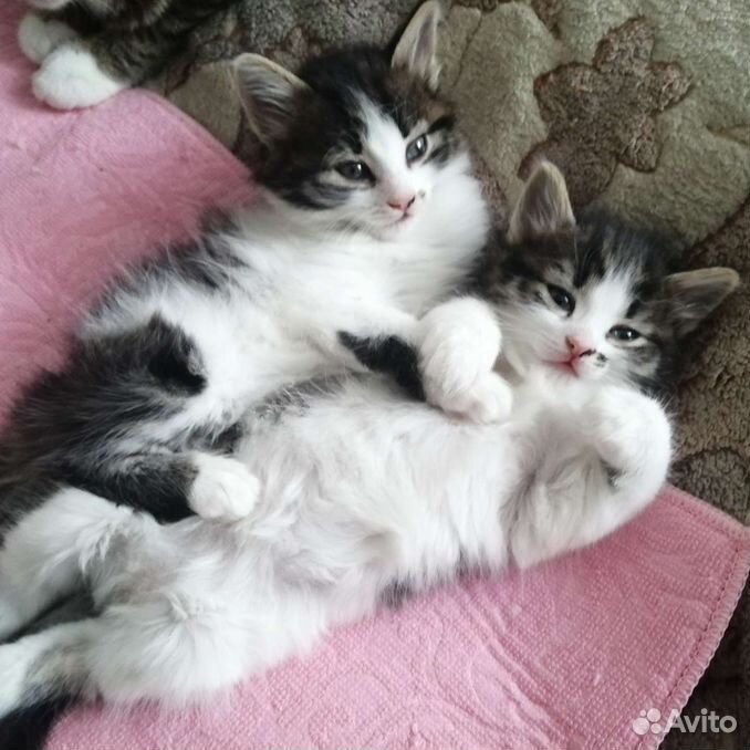 Ласковые Котята - пушистики