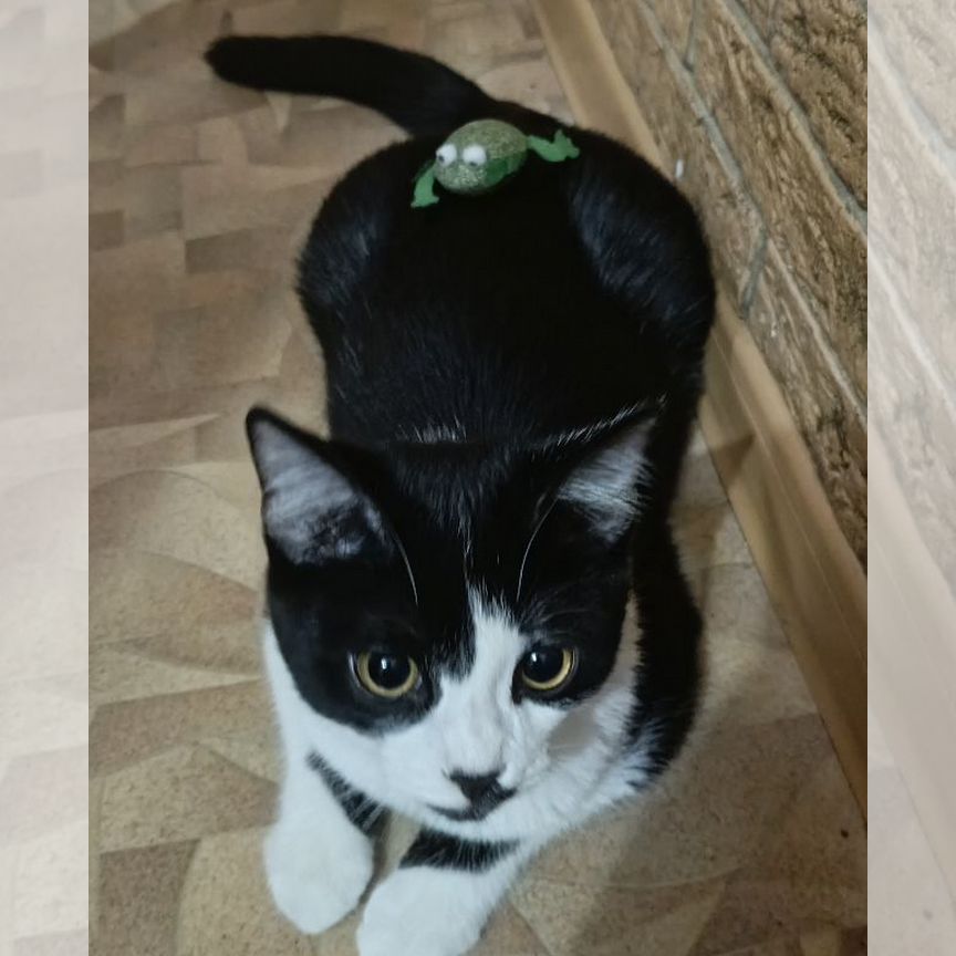 Сибирский котёнок