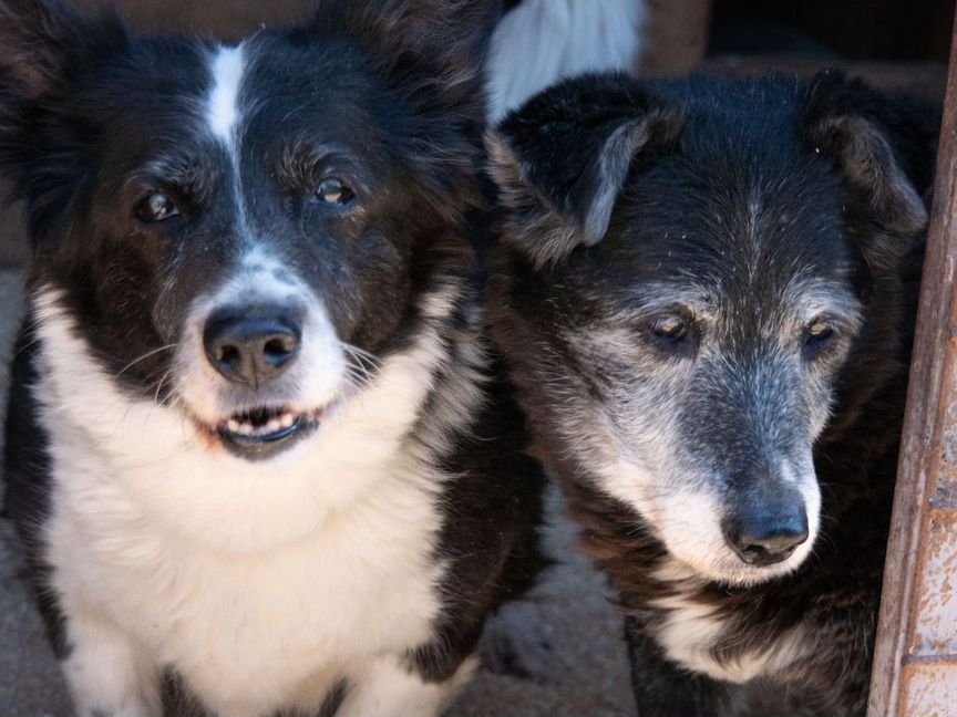 Старушки собаки из приюта просят помощи