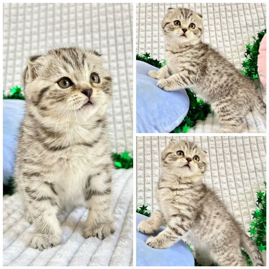 Шотландсие котята
