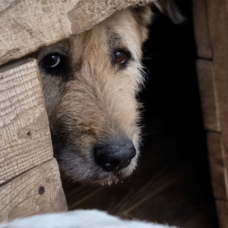 Взрослый пёс в добрые руки