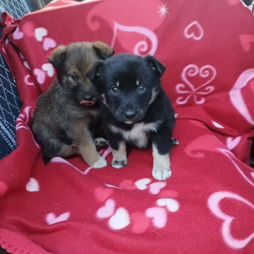 Зита и Гита