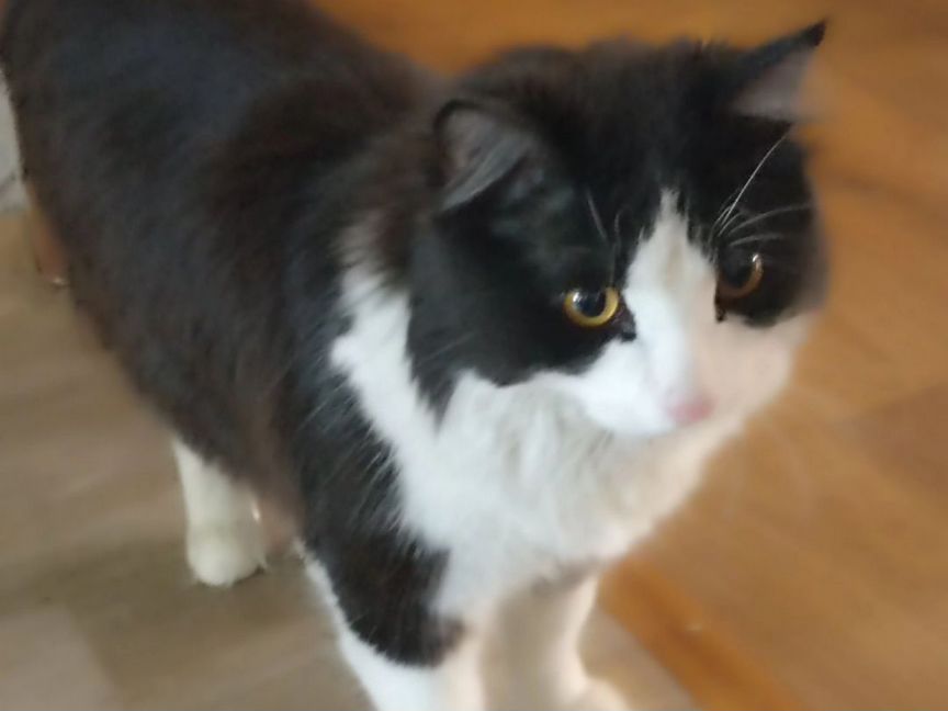 Котик в добрые руки