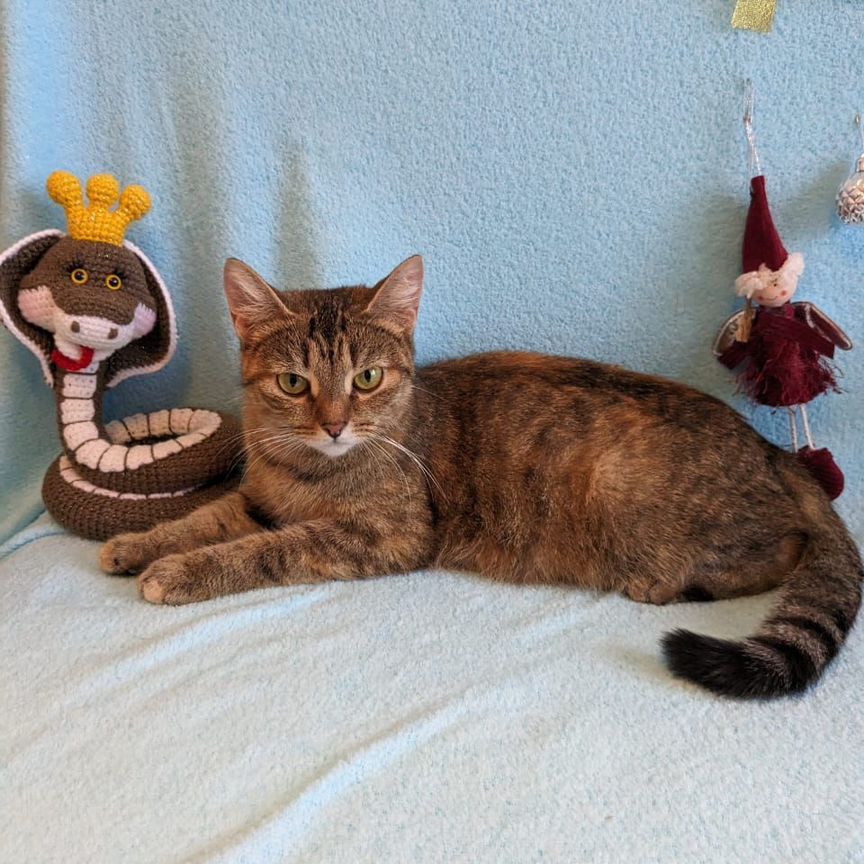 Кошки