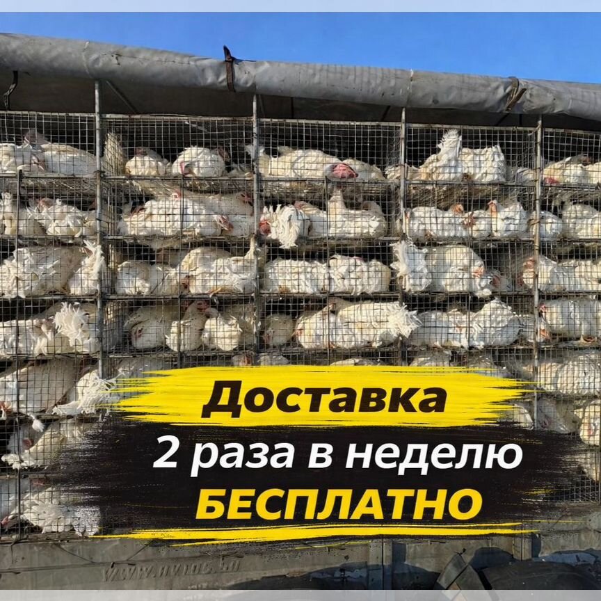 Куры молодки Несушки Оптом от 100штДоставка