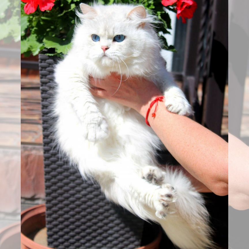 Британский длинношёрстный котёнок