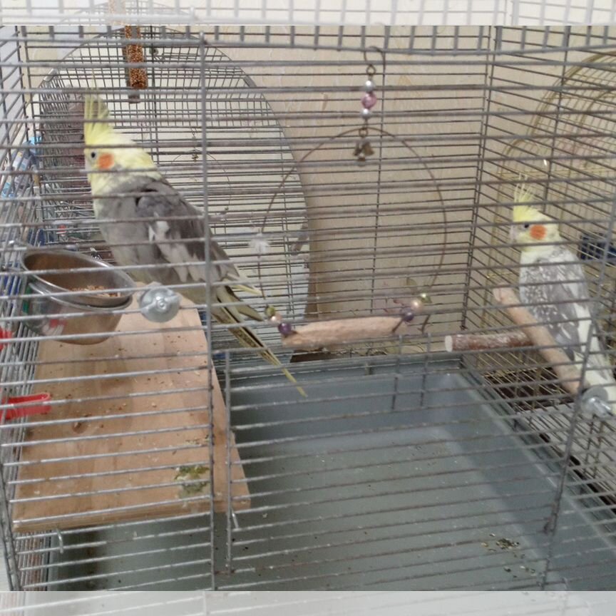 Попугаи карелла