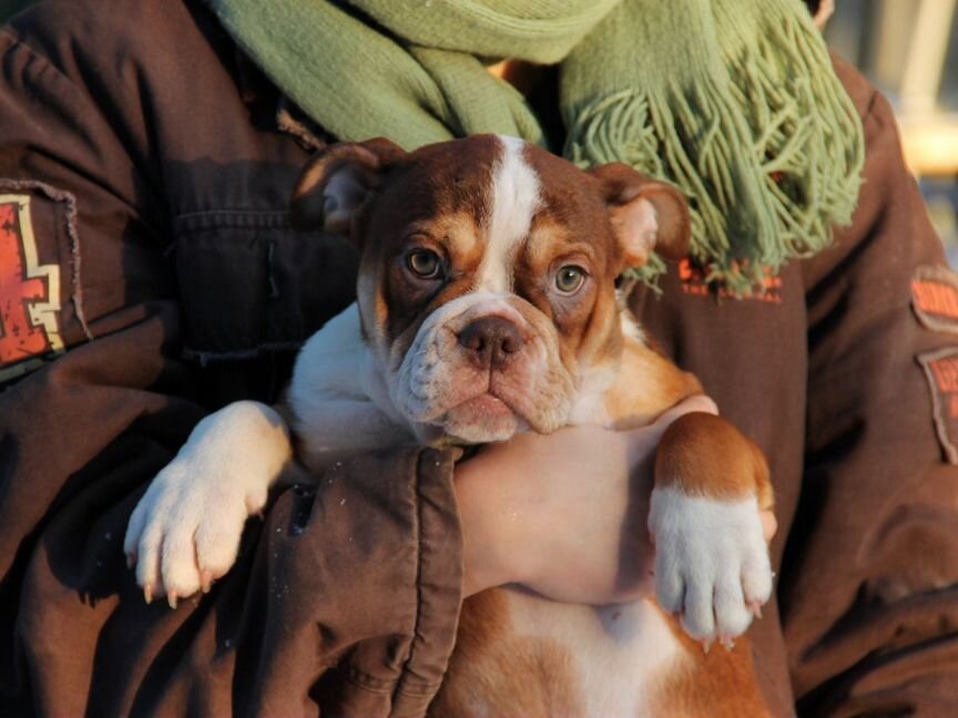 Староанглийский бульдог