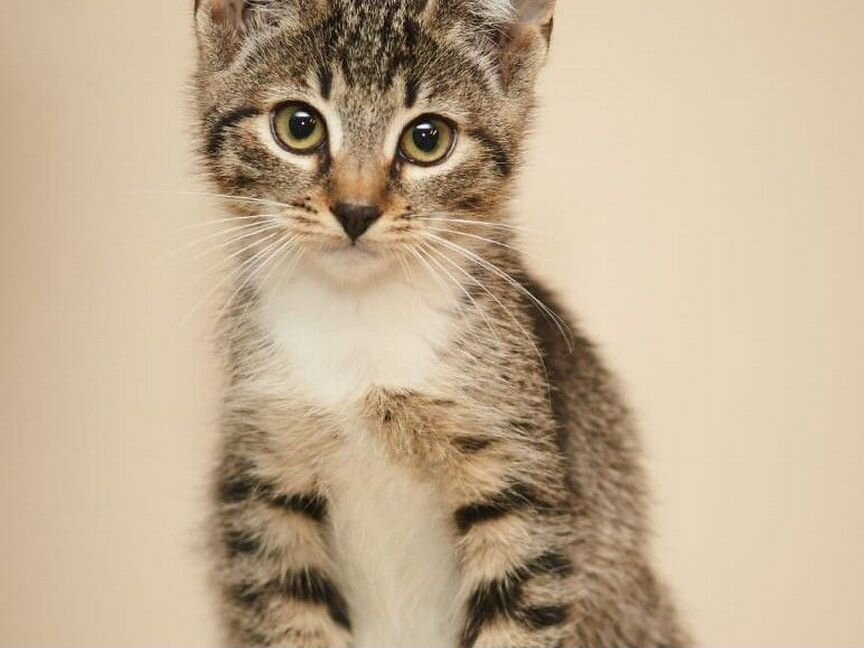 Котёнок девочка ищет дом