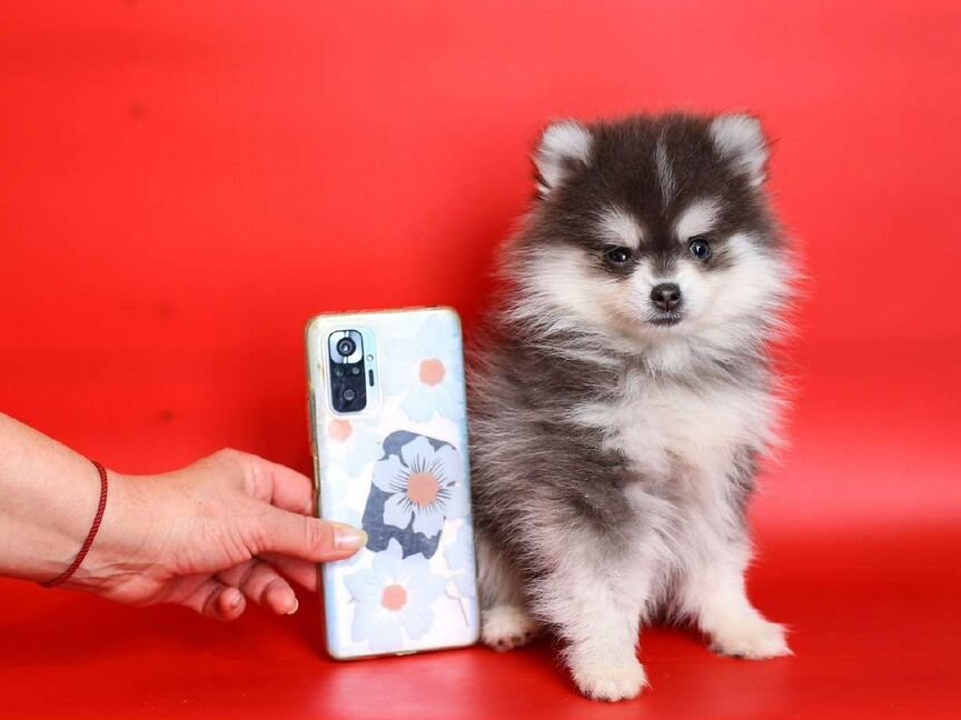 Микро девочка pomsky