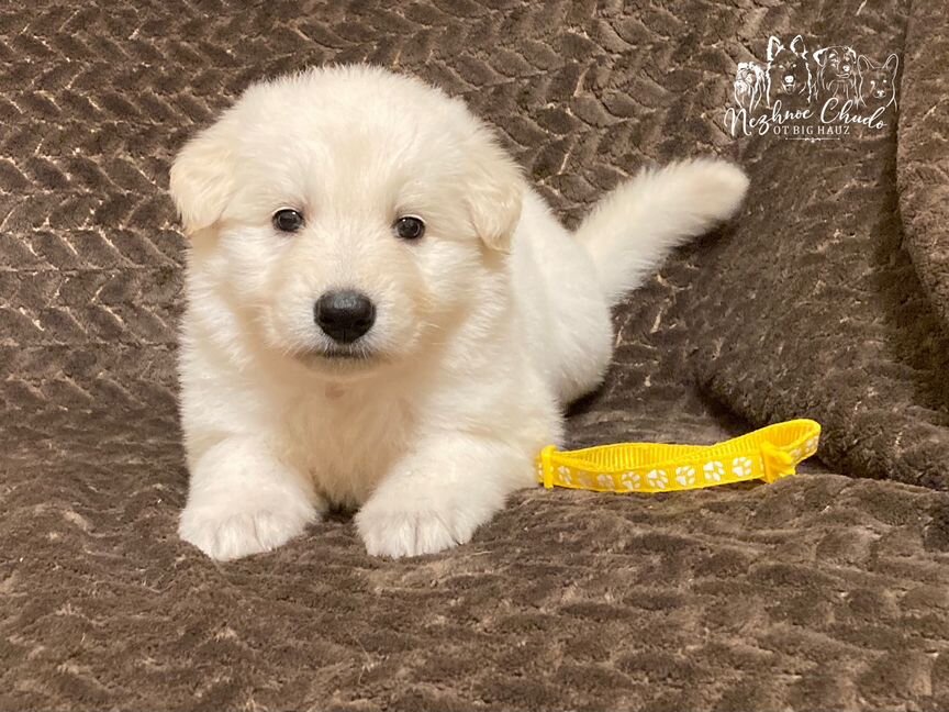 Щенки Белой Швейцарской Овчарки