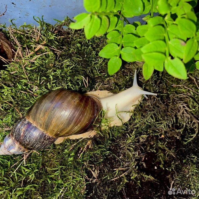 Улитки ахатины маленькие