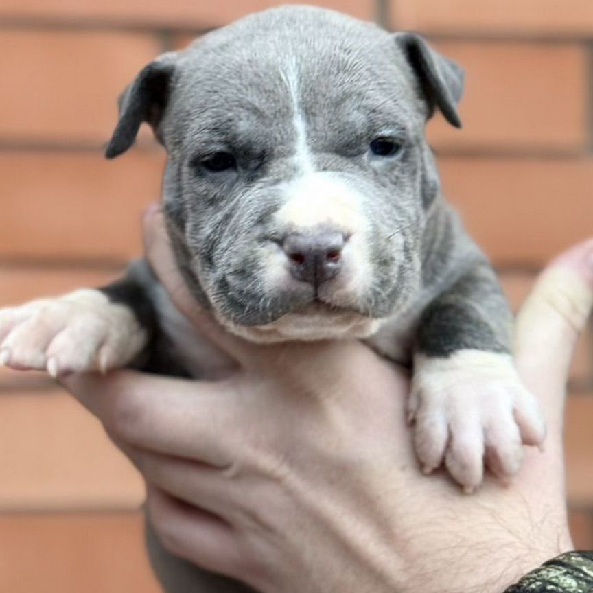 Американский стаффордширский терьер, щенок