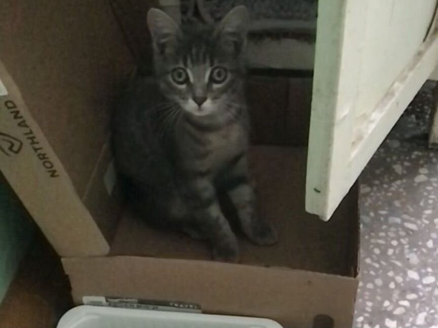 Кошечка