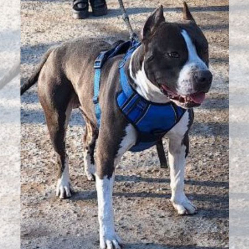 Американский питбультерьер, взрослый пёс