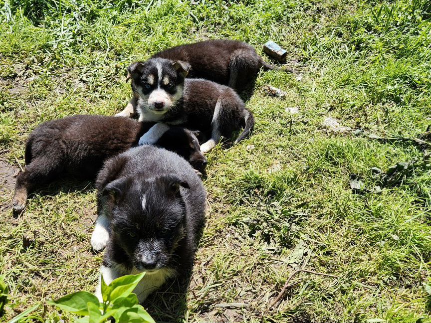 Собаки, щенки, помесь хаски