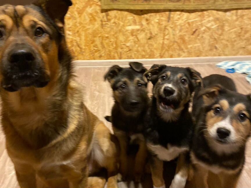 Щенку нужен дом