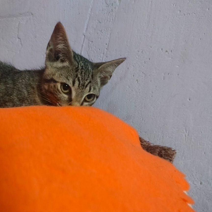 Ориентальные котята