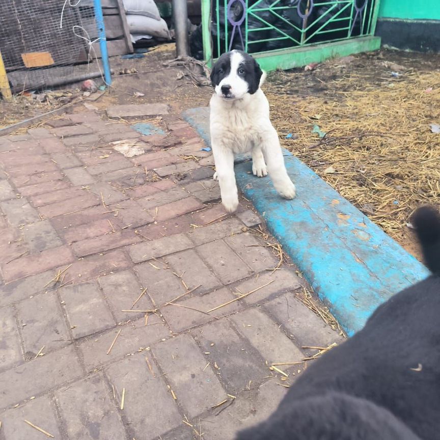 Щенки алабая