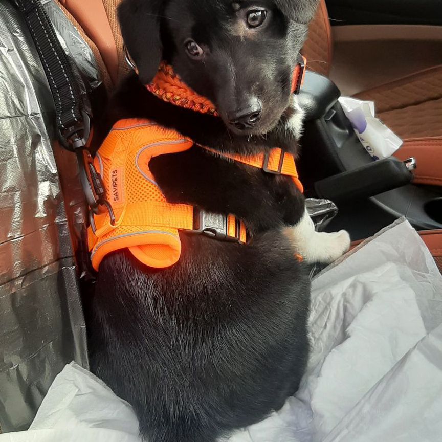 Щенок в добрые руки